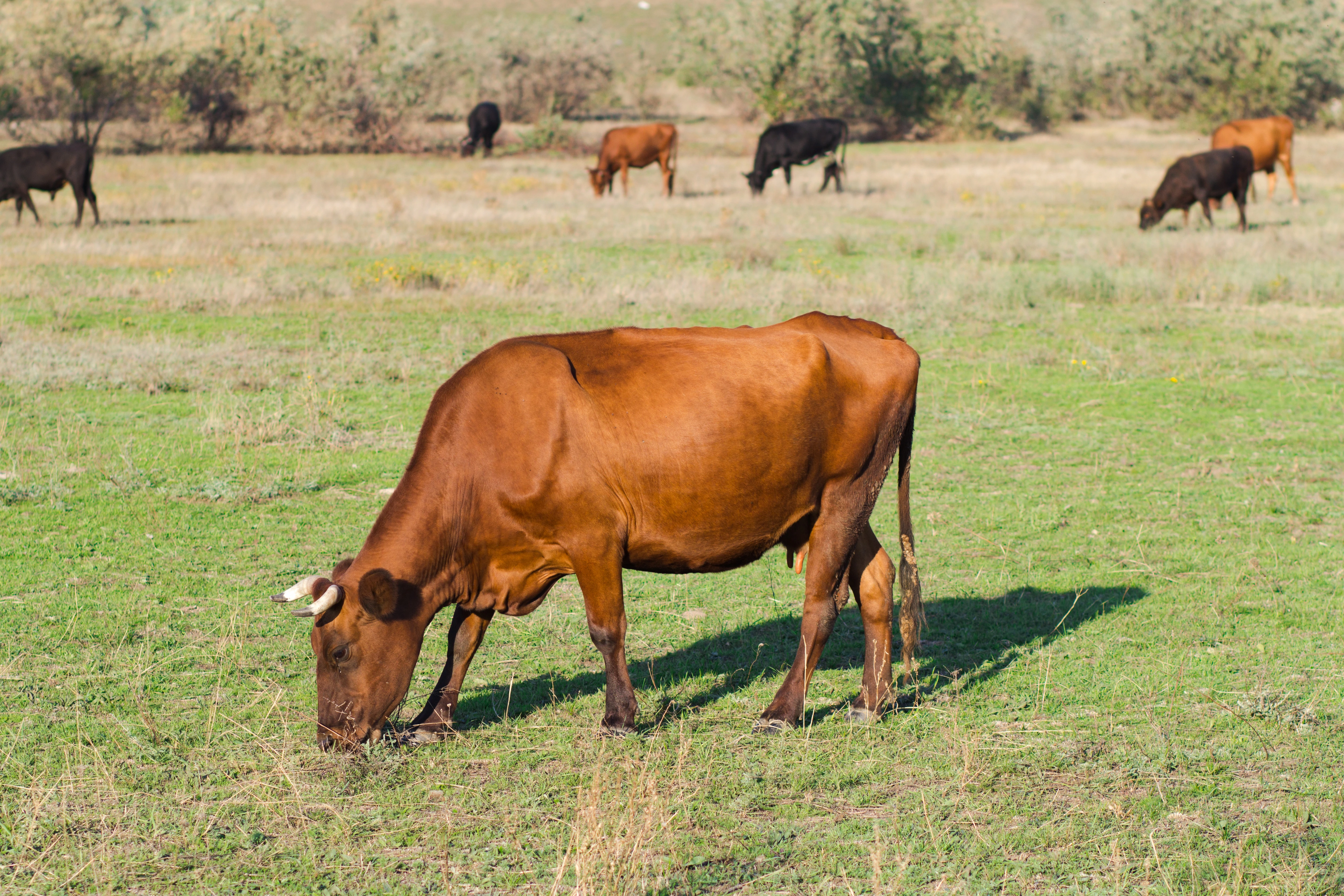 Kenas Foods | Premium Kenyan Beef Tallow